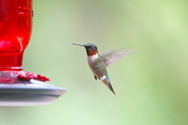 Lessons from our hummingbirds - Katherine Pasour